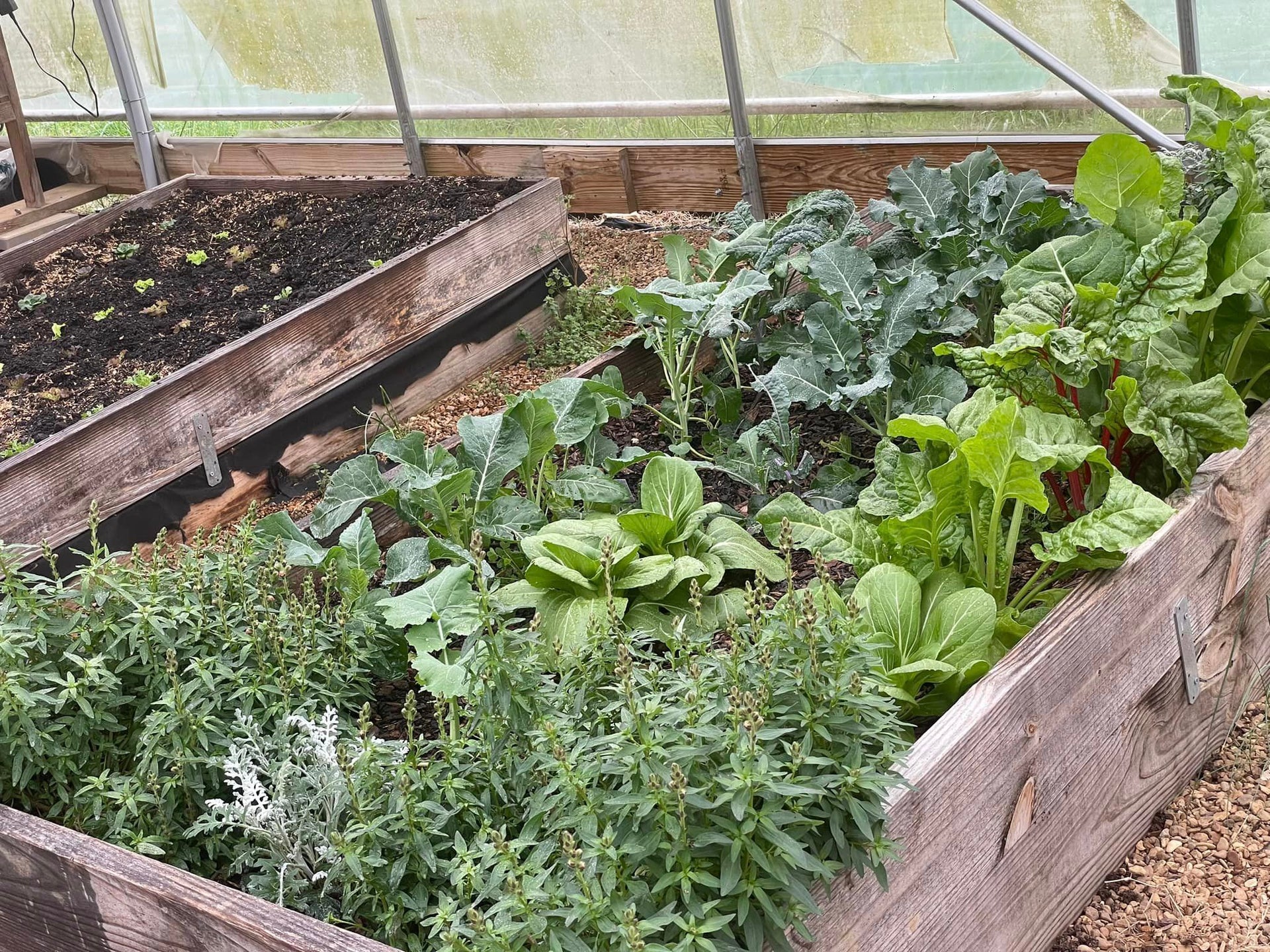 Our Farm – Living Foods Farm